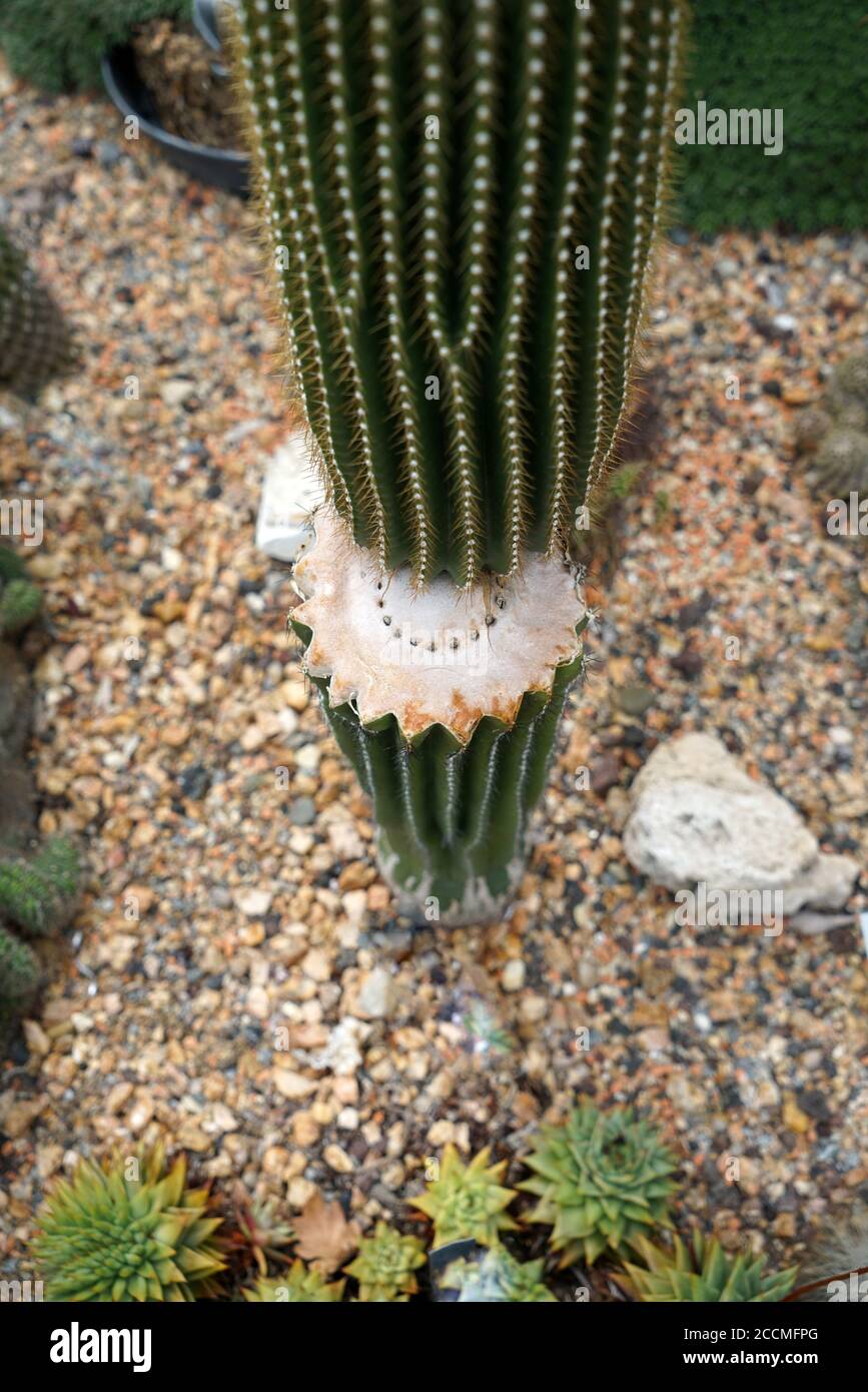 High angle shot of a cut cactus plant Stock Photo - Alamy