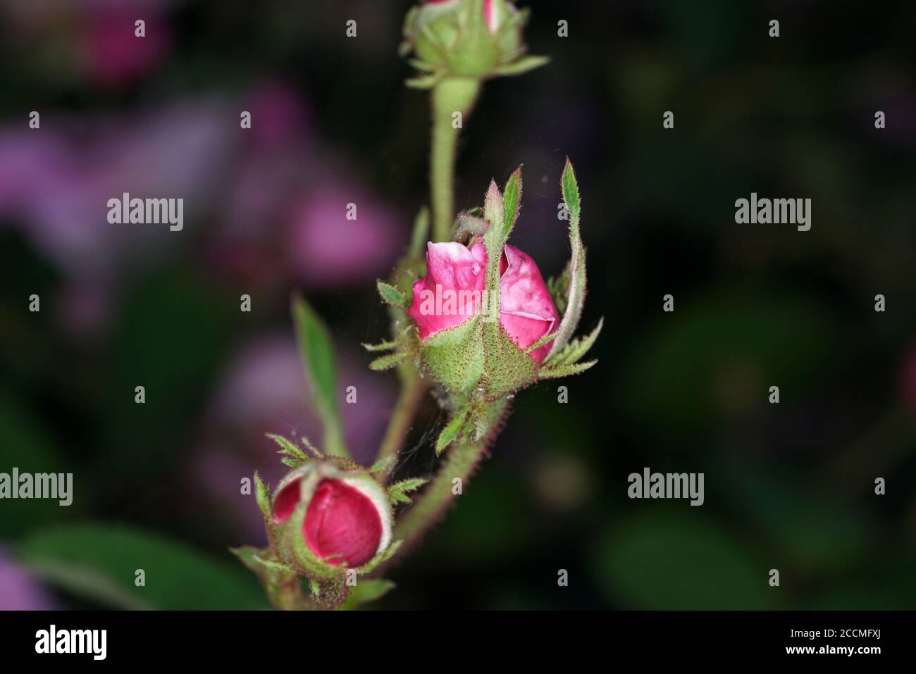 Selective focus of the pink rose's bud Stock Photo - Alamy