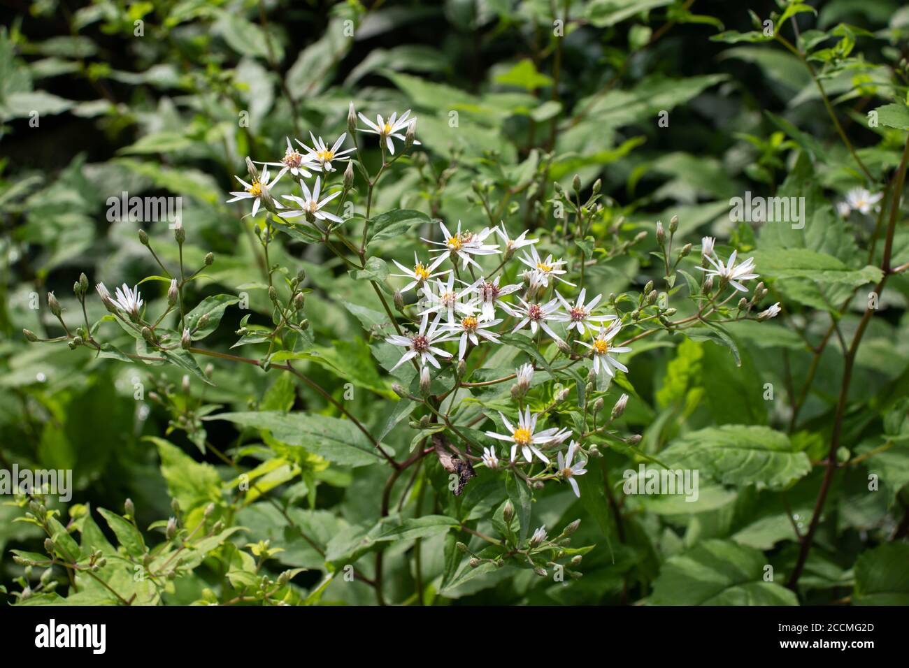 White wood aster flowering plant. Aster divaricatus Stock Photo - Alamy