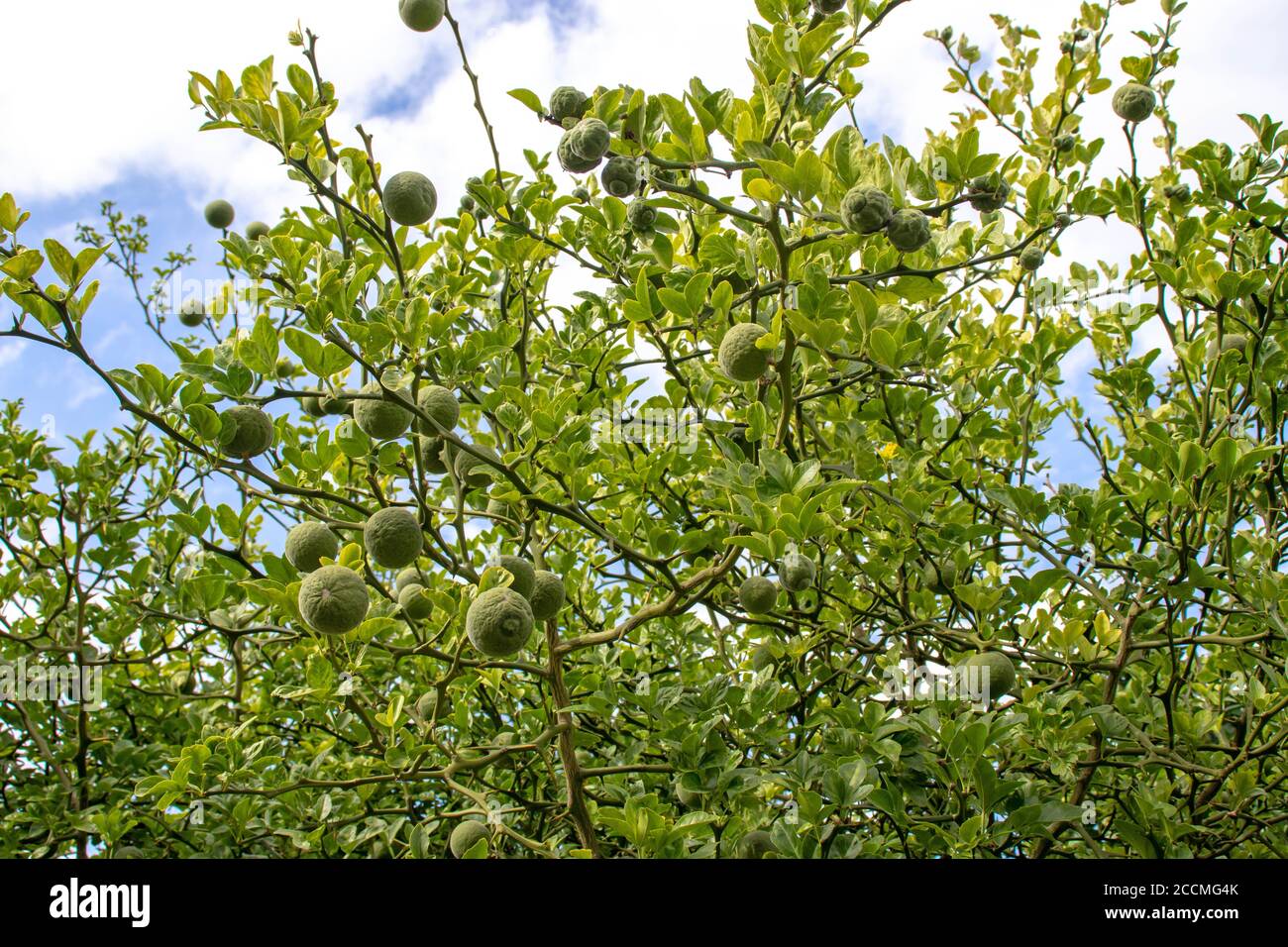 Trifoliate orange poncirus trifoliata hi-res stock photography and ...