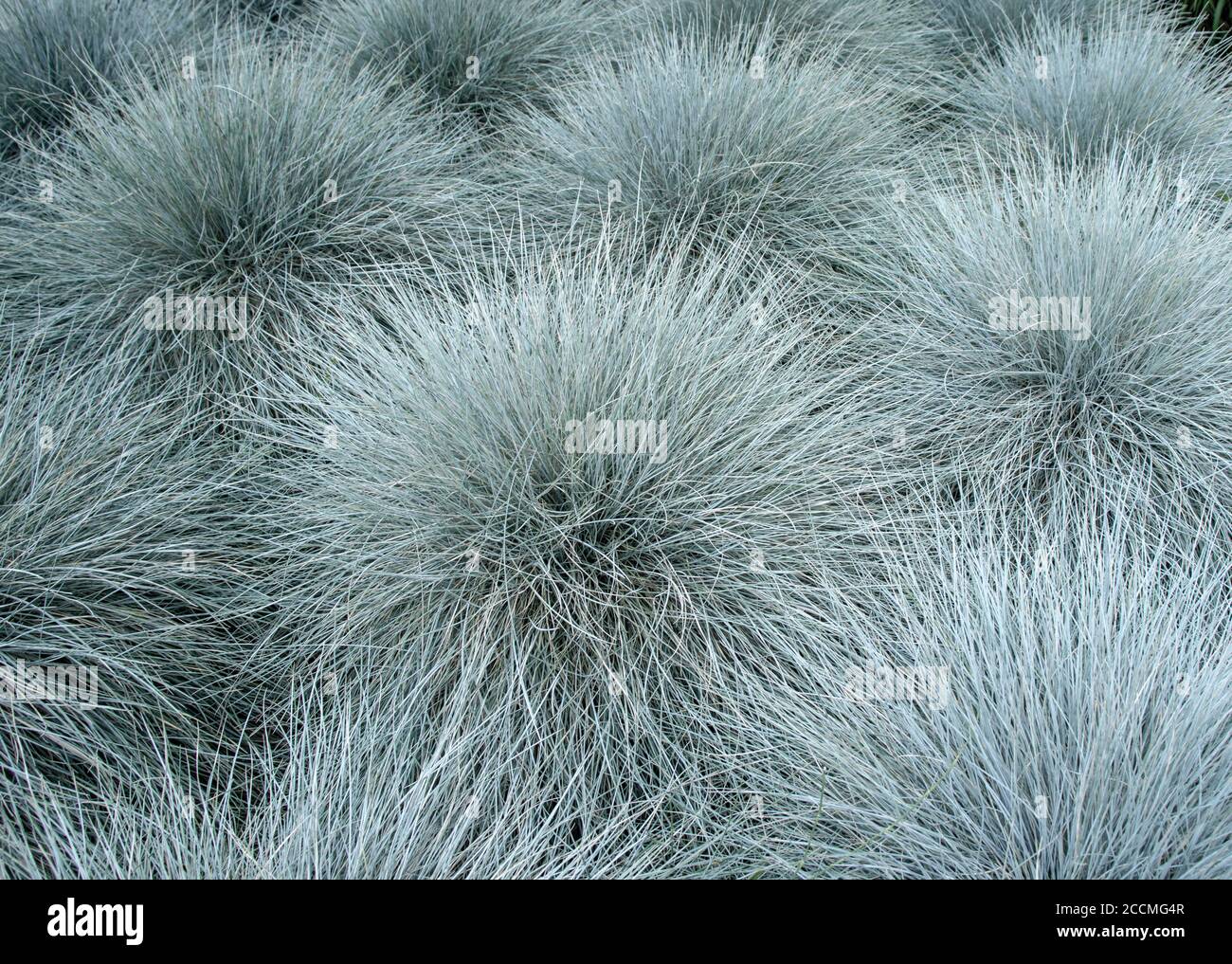 Festuca Glauca