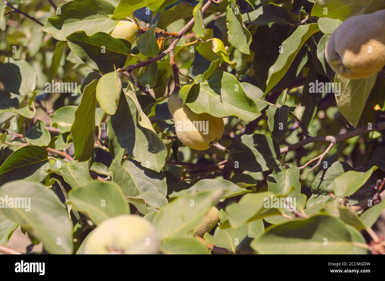 Hairy quince hi-res stock photography and images - Alamy