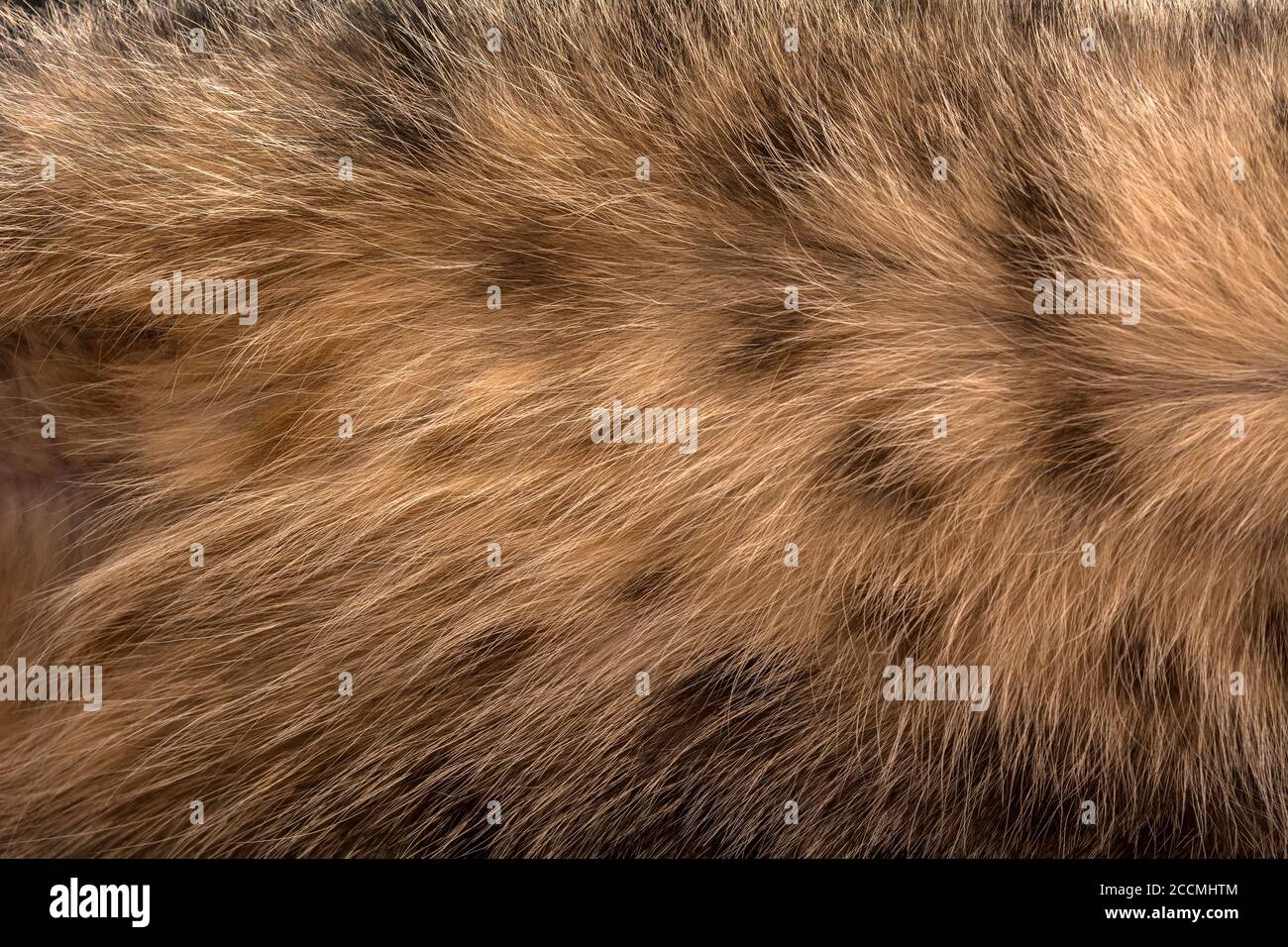 Cat fur texture. Brown young cat Stock Photo - Alamy