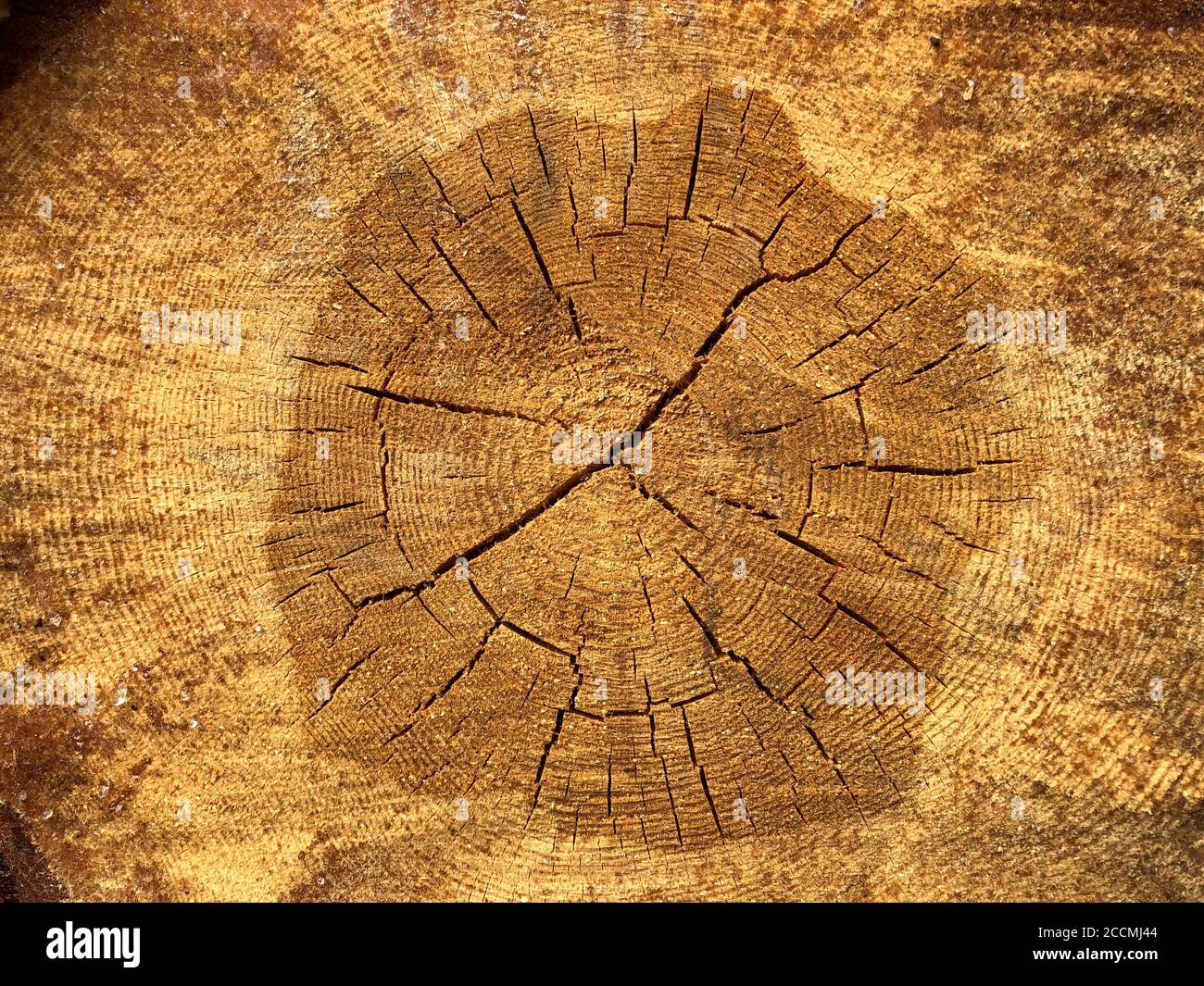 Tree cut surface closeup. Rough organic texture of tree rings Stock ...