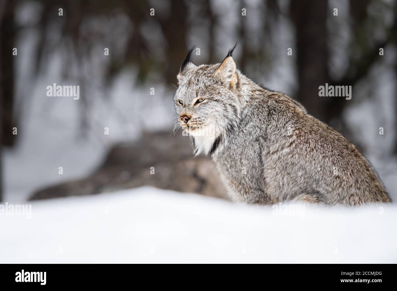 Canadian lynx in the wild Stock Photo - Alamy