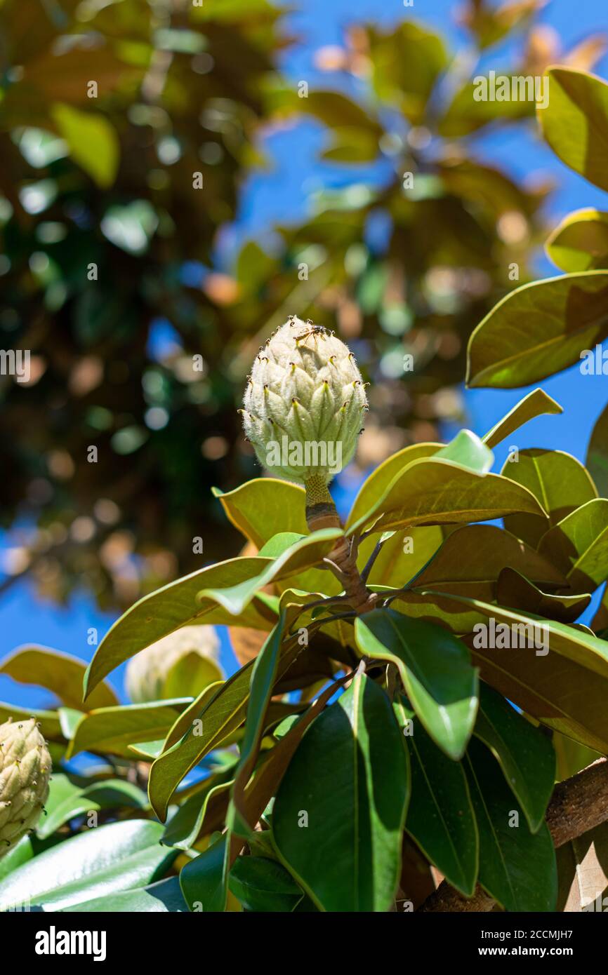 Insect bee in Magnolia plants buttons in early stage at August month ...