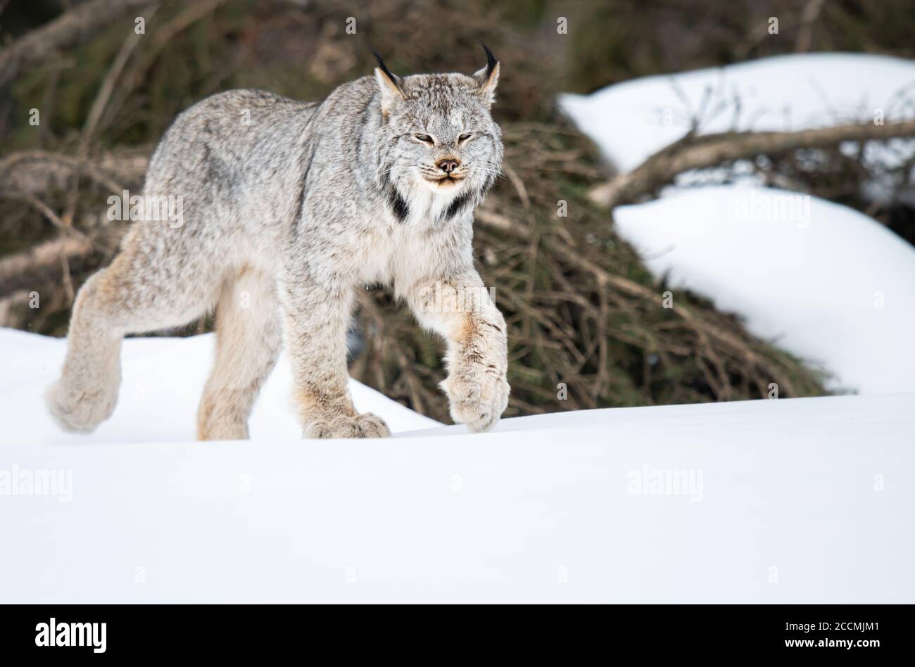 Canadian lynx in the wild Stock Photo - Alamy