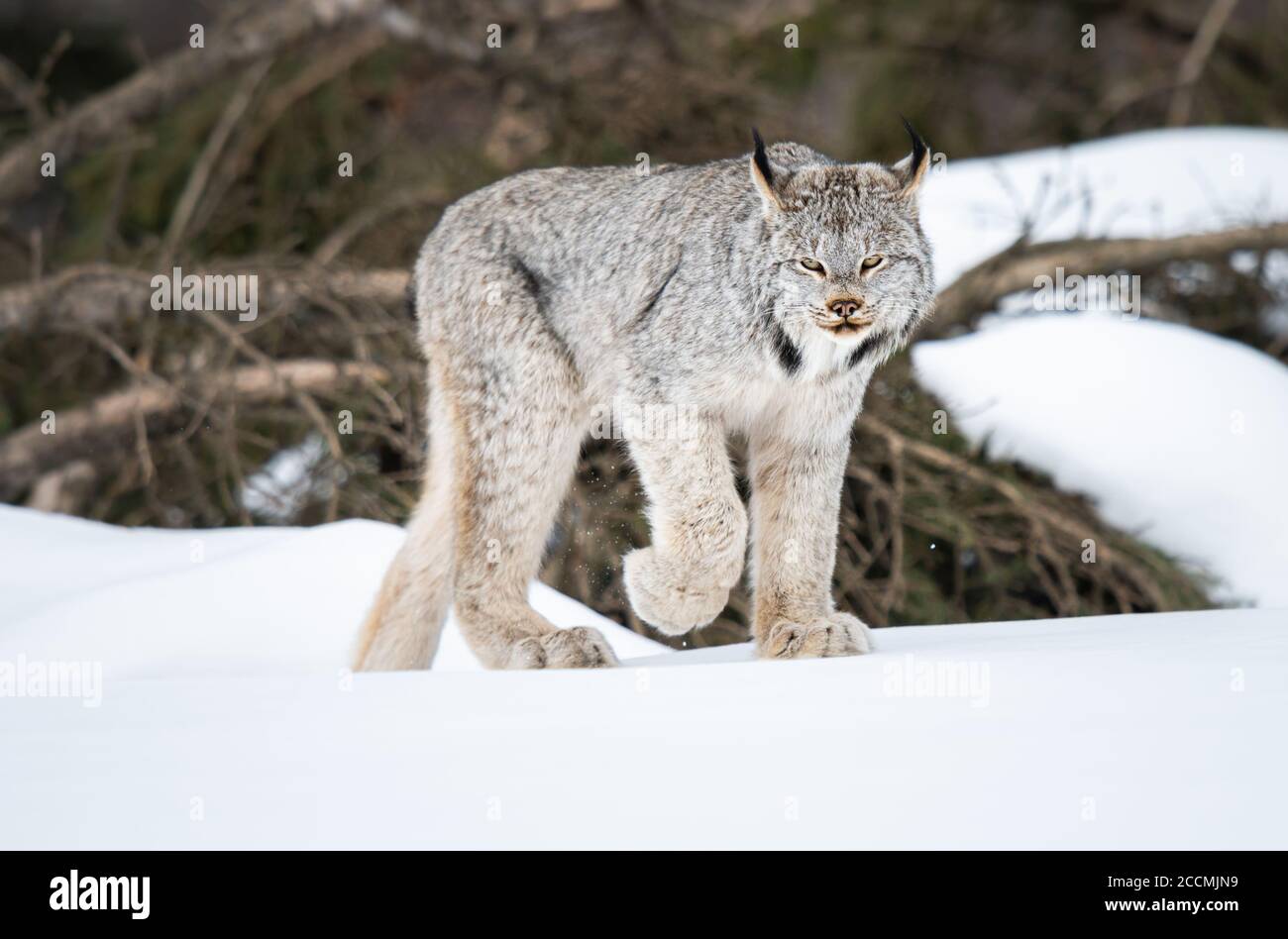 Canadian lynx in the wild Stock Photo - Alamy