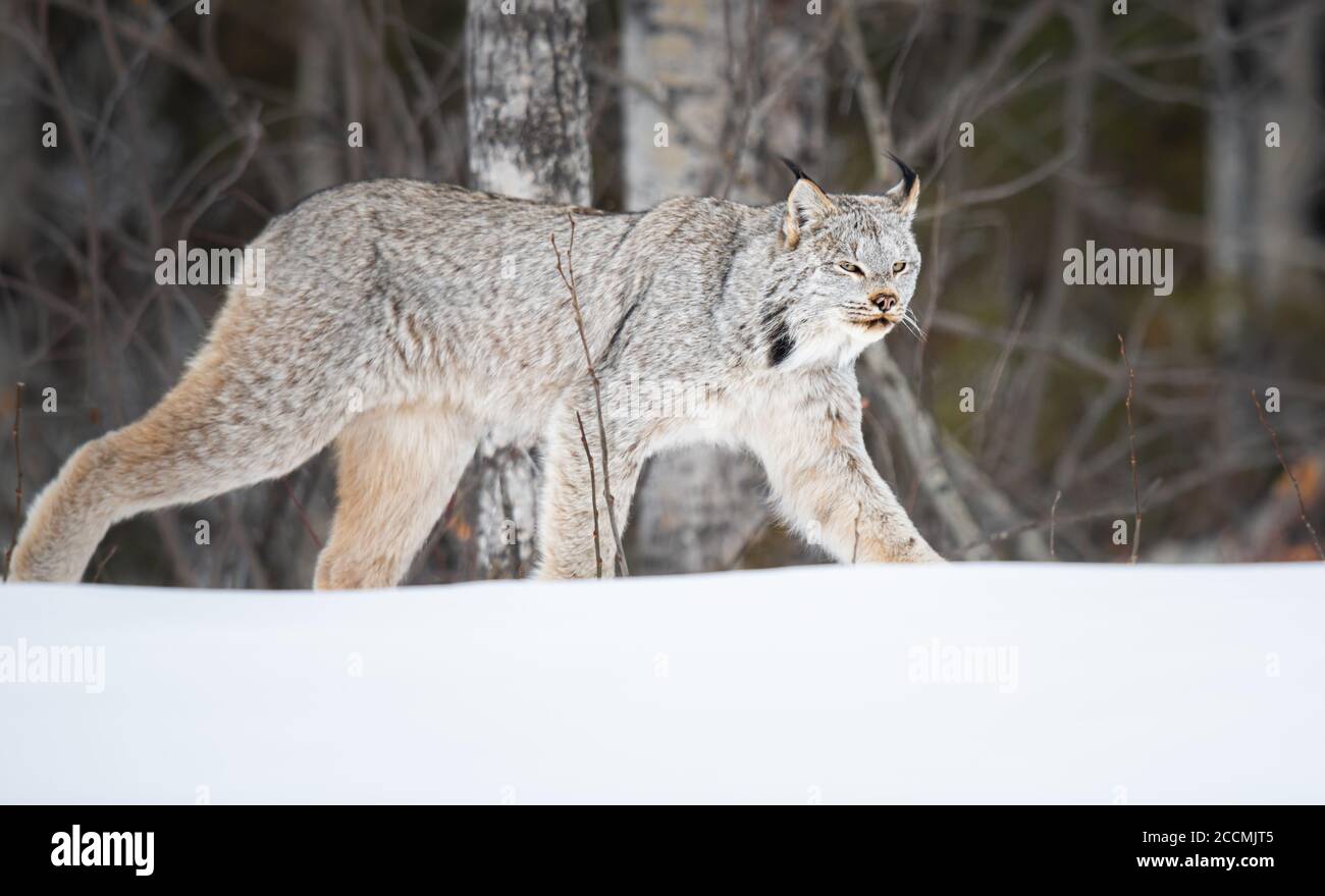 Canadian lynx in the wild Stock Photo - Alamy