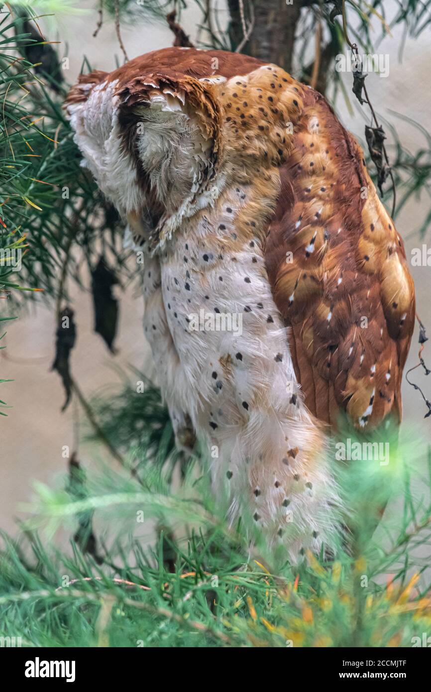 Phodilus hi-res stock photography and images - Alamy