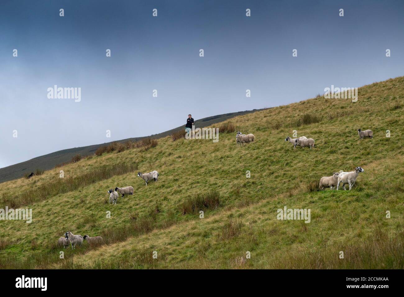Hefted sheep hi-res stock photography and images - Alamy