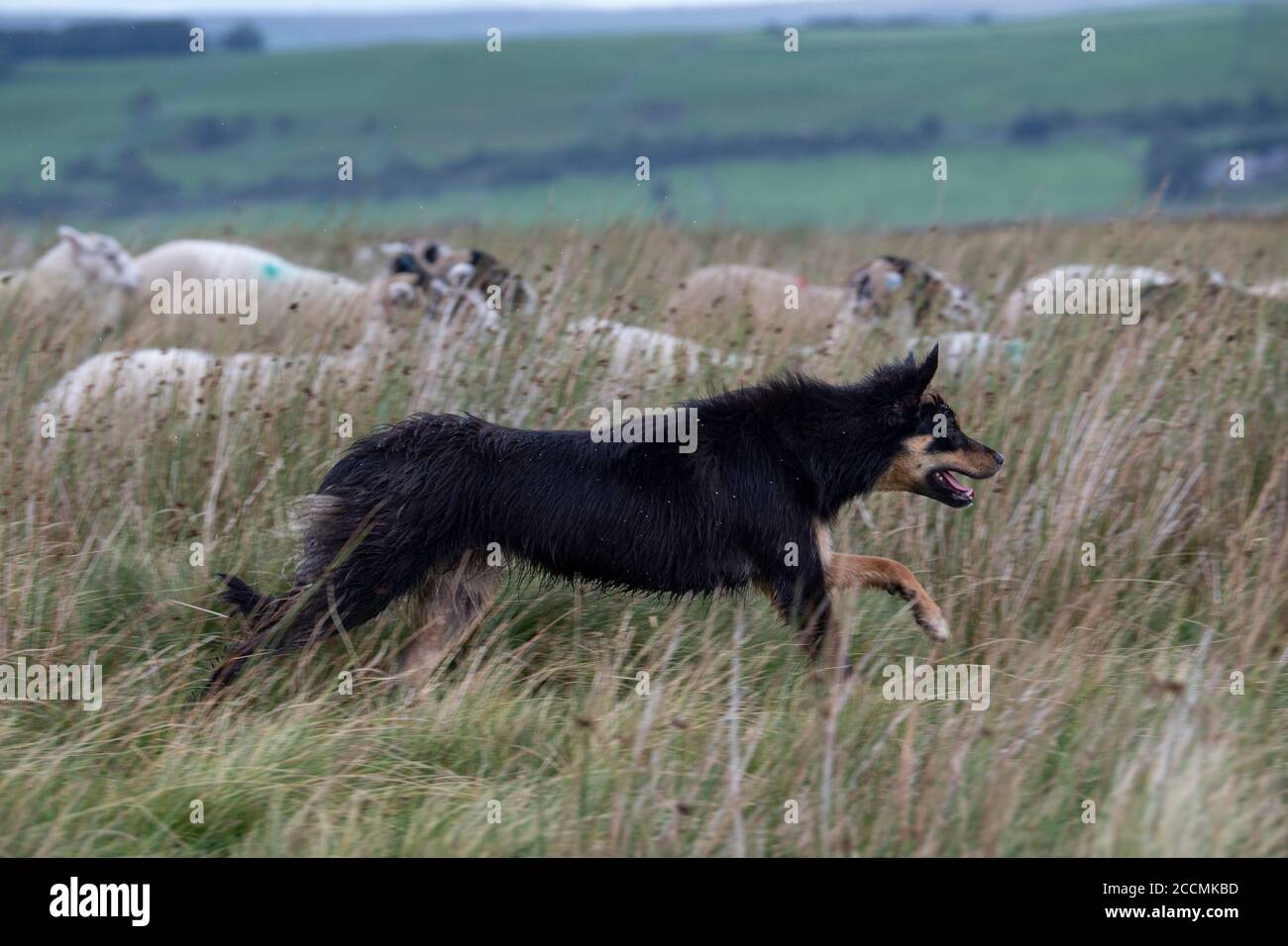 Hefted sheep hi-res stock photography and images - Alamy