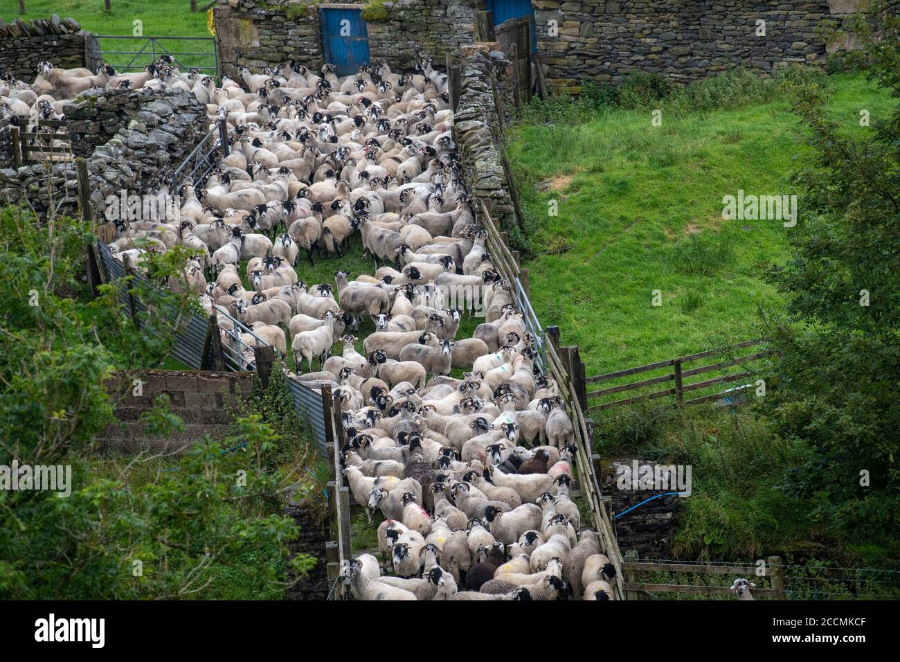 Hefted sheep hi-res stock photography and images - Alamy