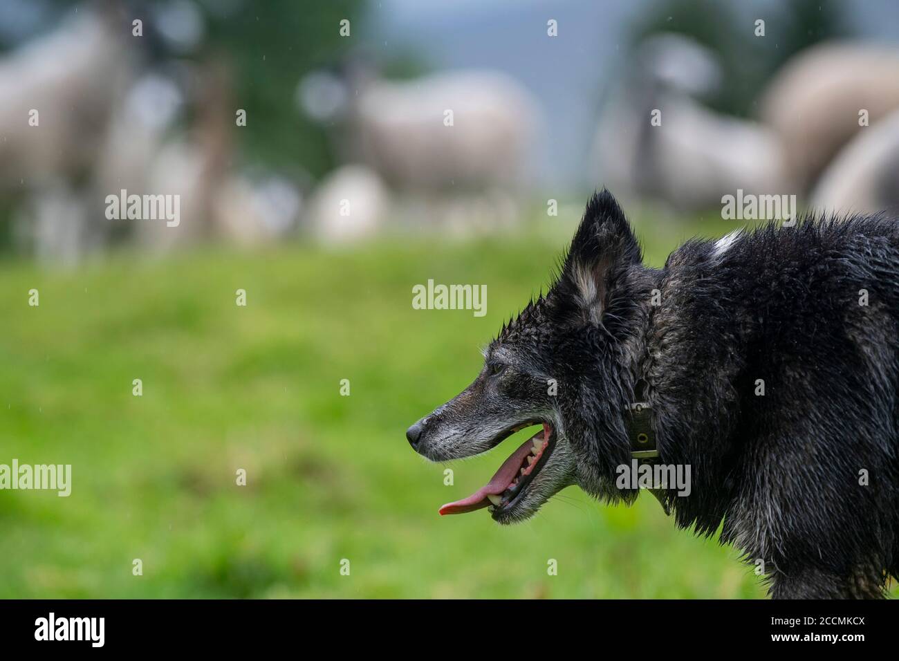 Hefted sheep hi-res stock photography and images - Alamy