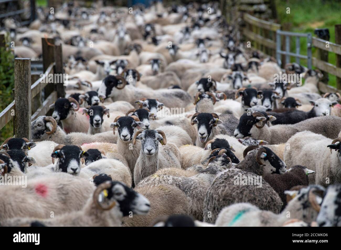 Hillside Flocks Of Sheep High Resolution Stock Photography and Images ...