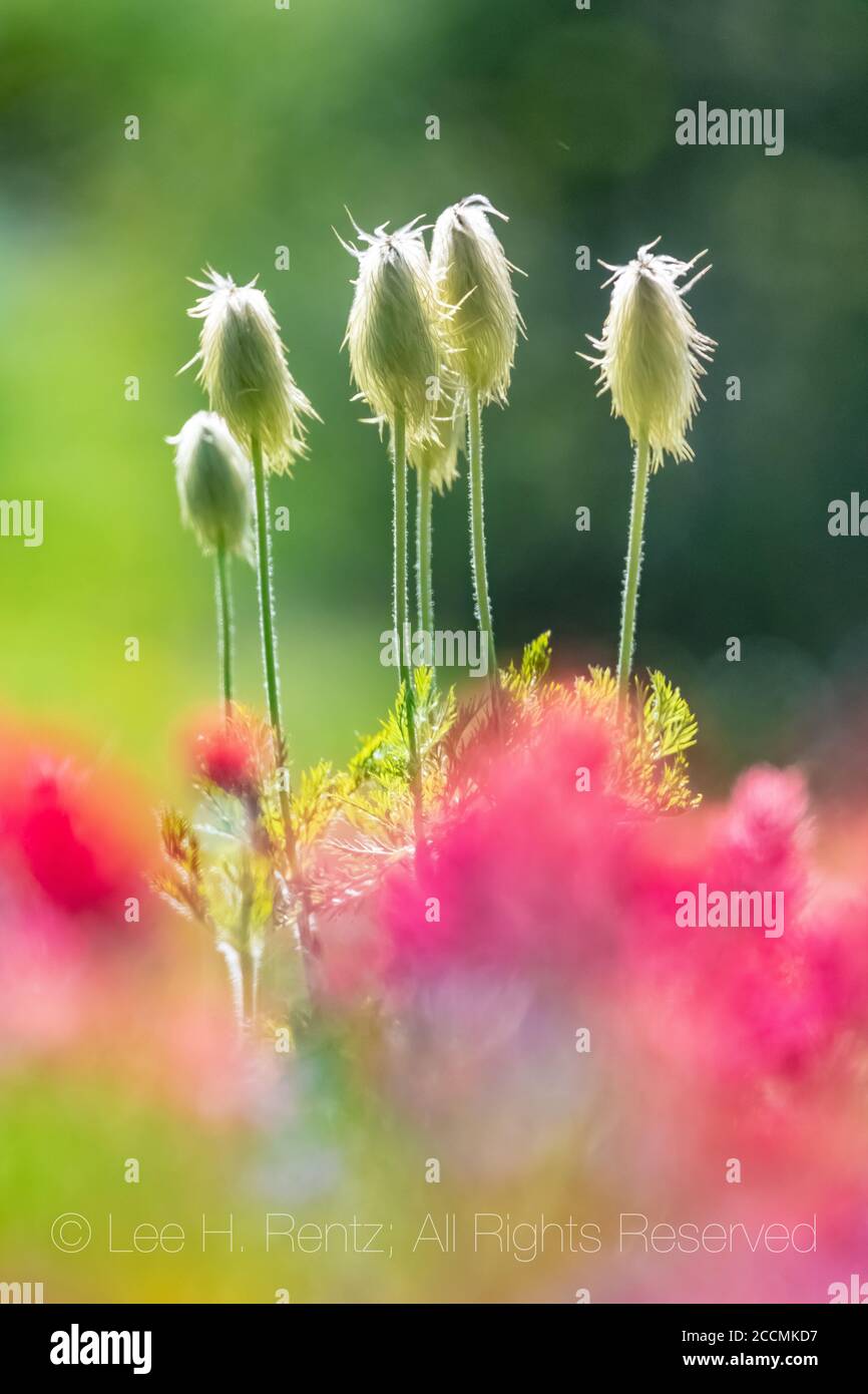 Towhead Baby, Anemone occidentalis, seed head along Snowgrass Trail in ...