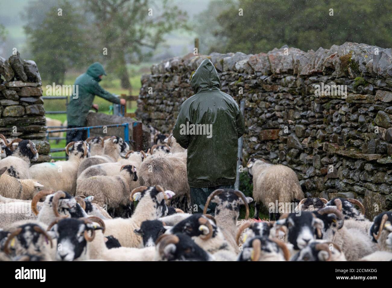 Hefted sheep hi-res stock photography and images - Alamy