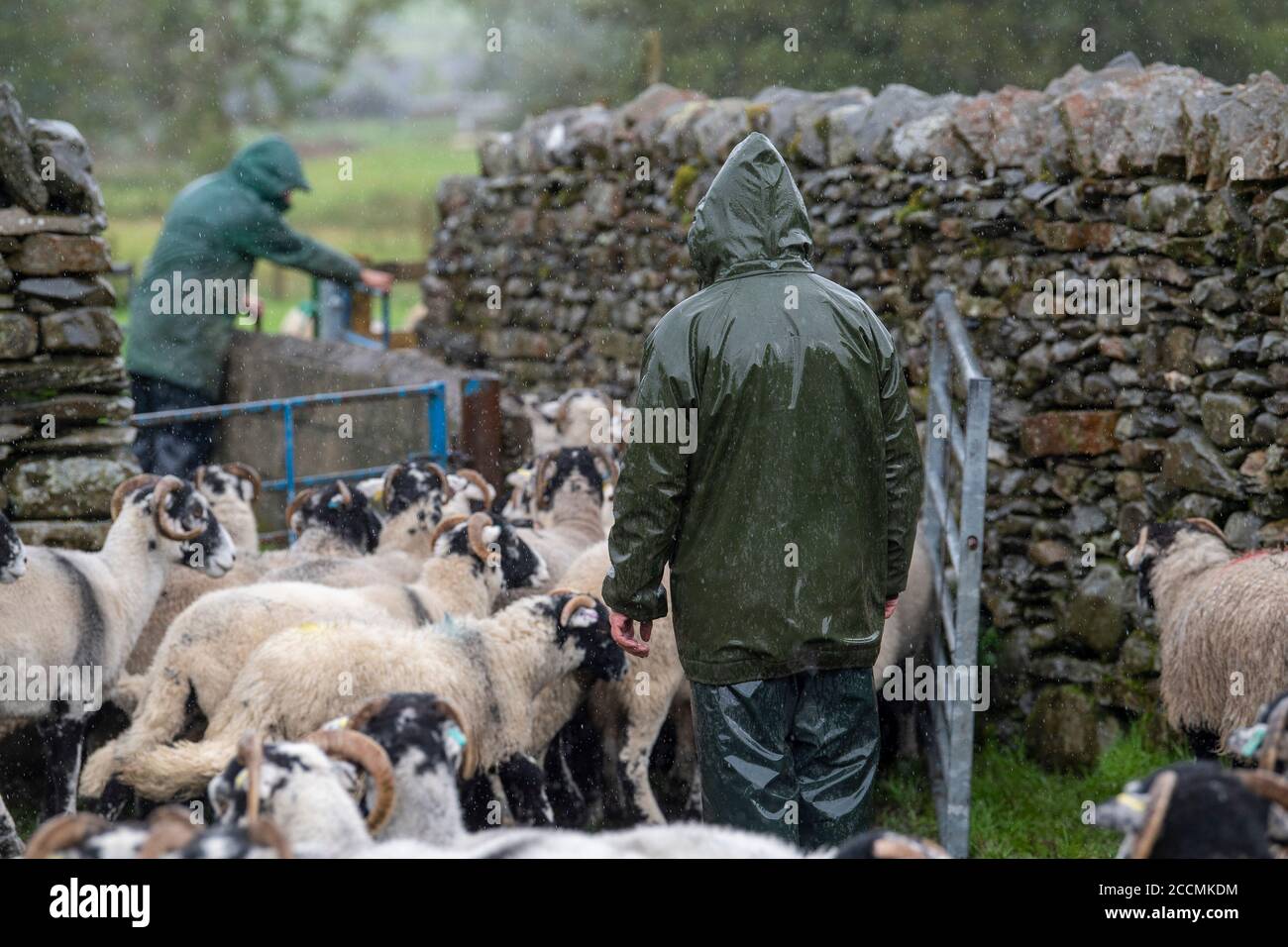 Hefted sheep hi-res stock photography and images - Alamy