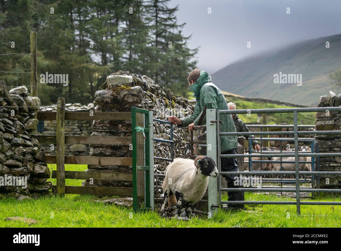 Hefted sheep hi-res stock photography and images - Alamy