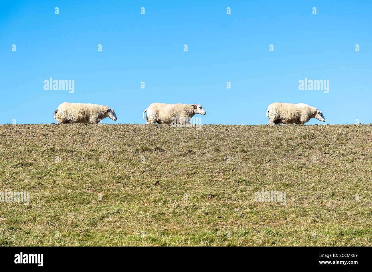 Three sheep in a row hi-res stock photography and images - Alamy