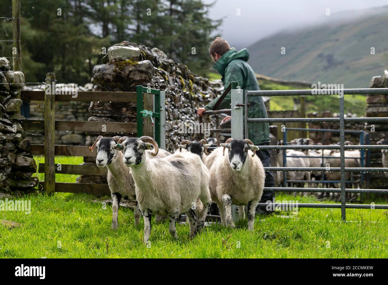 Howgill Fells, Cumbria, August 23rd, 2020. Shepherds gathering sheep ...