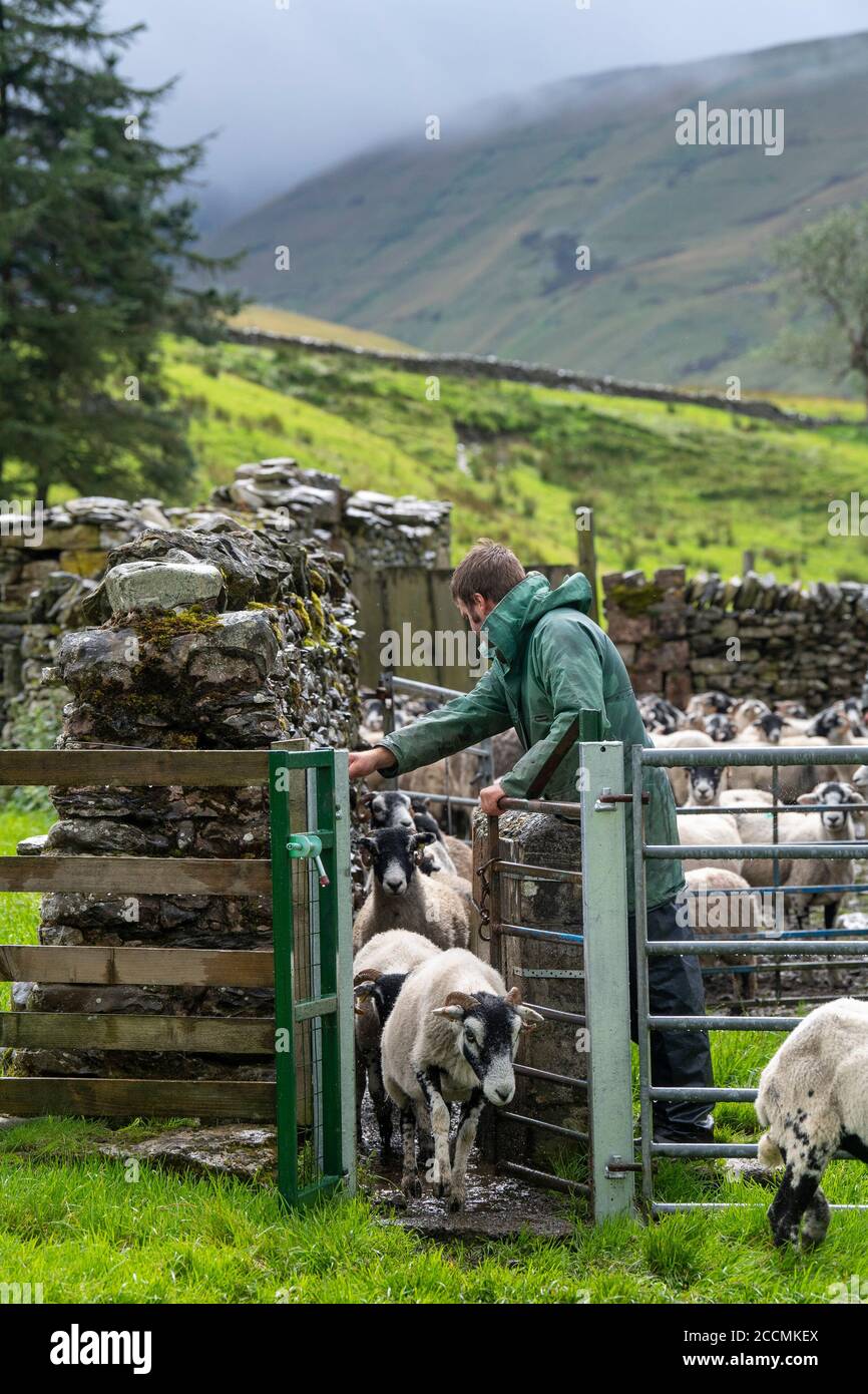 Hefted sheep hi-res stock photography and images - Alamy