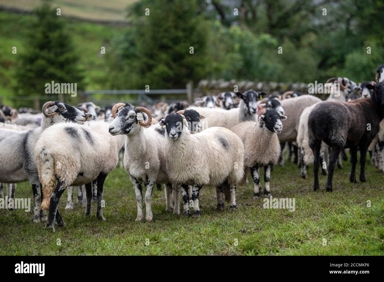 Howgill fells farm hi-res stock photography and images - Alamy