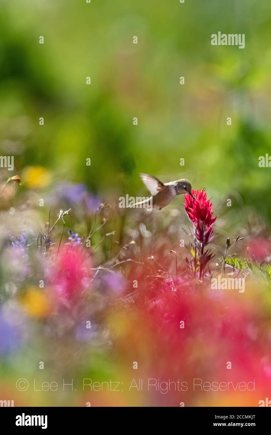 Indian hummingbird hi-res stock photography and images - Alamy