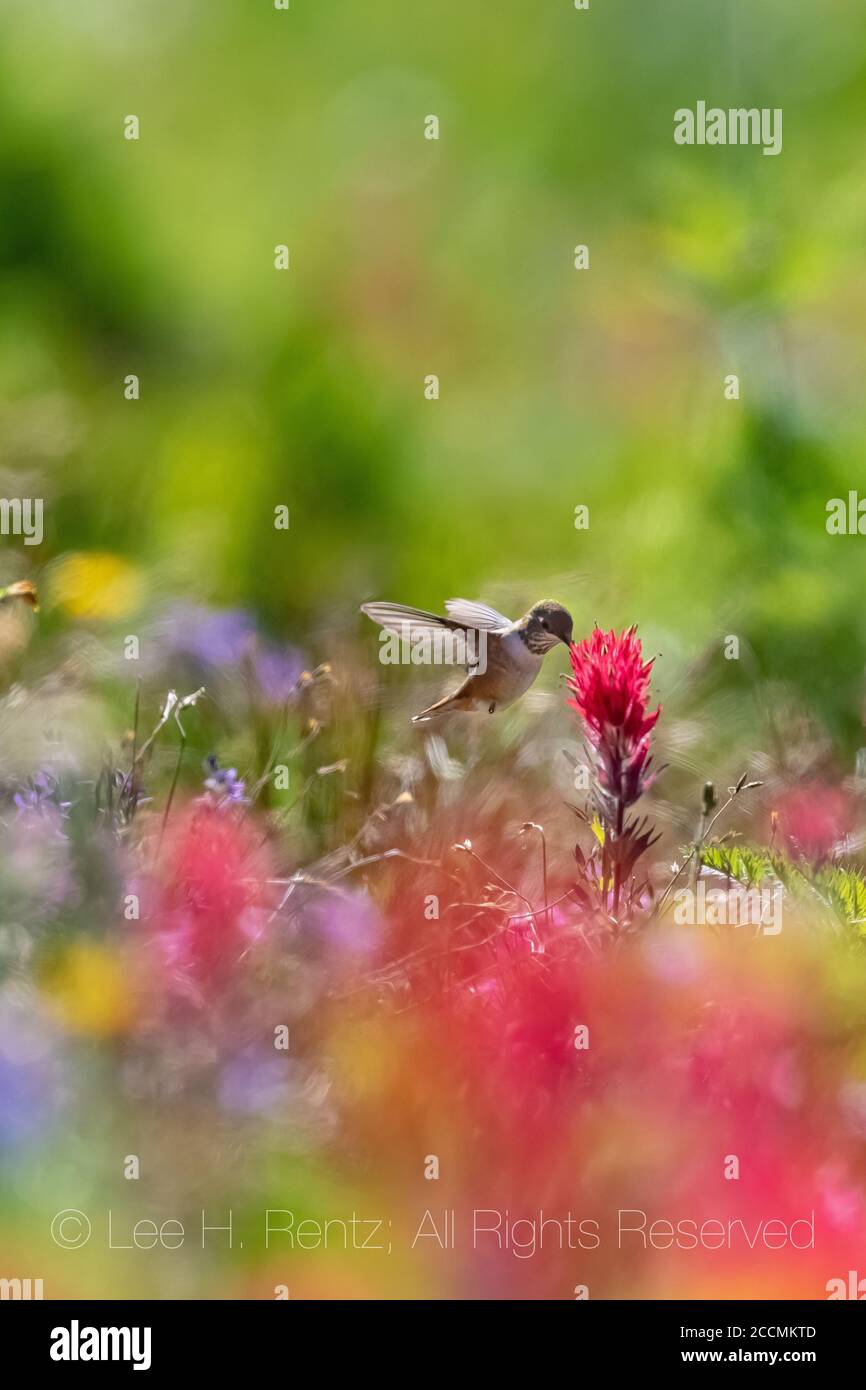 Washington state rufous hummingbird female hi-res stock photography and ...