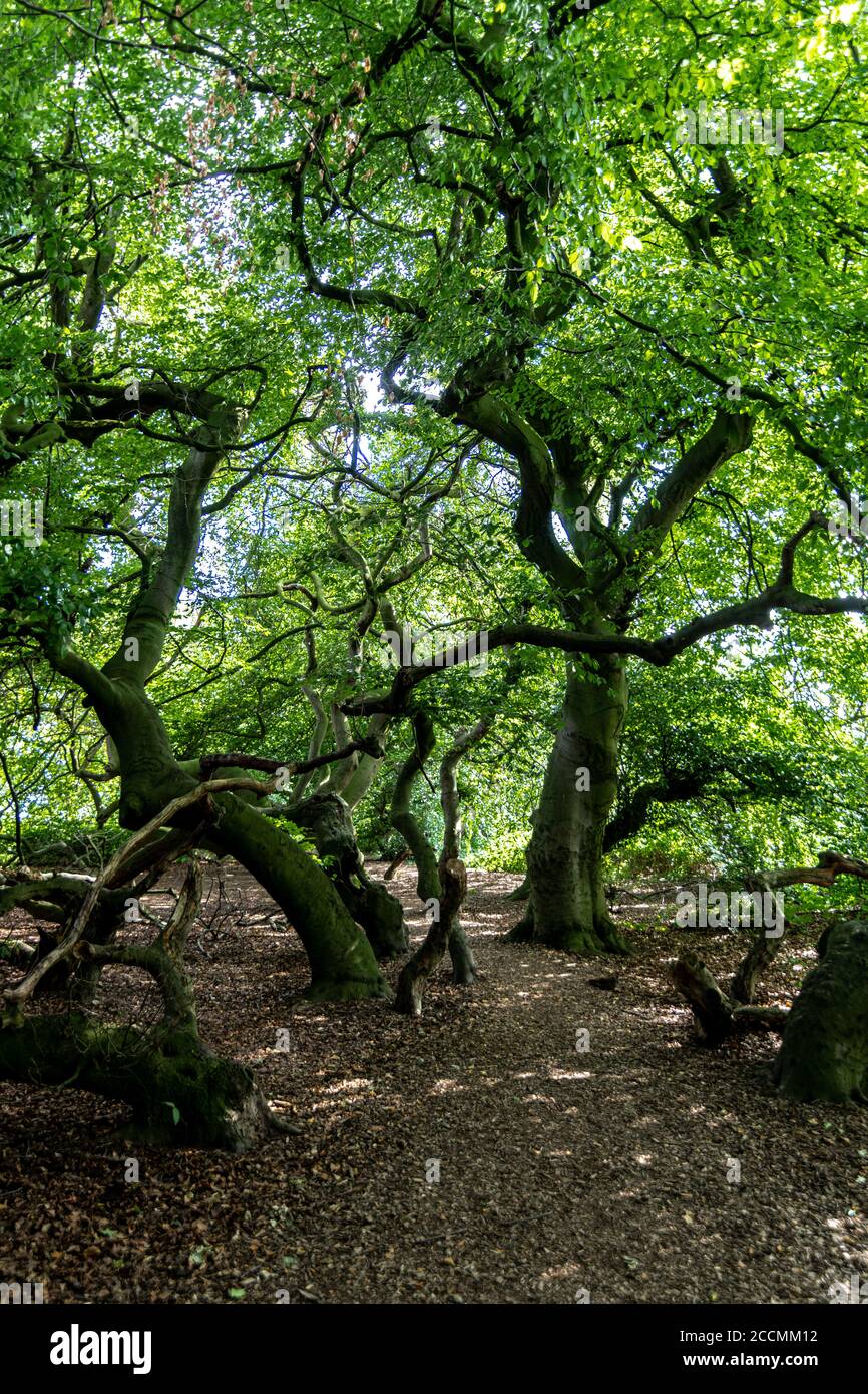 Dwarf Beech Tree High Resolution Stock Photography and Images - Alamy
