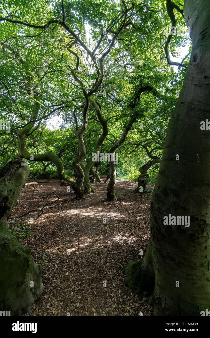 Dwarf Beech (Fagus sylvatica Tortuosa Group) Alley in Bad Nenndorf ...