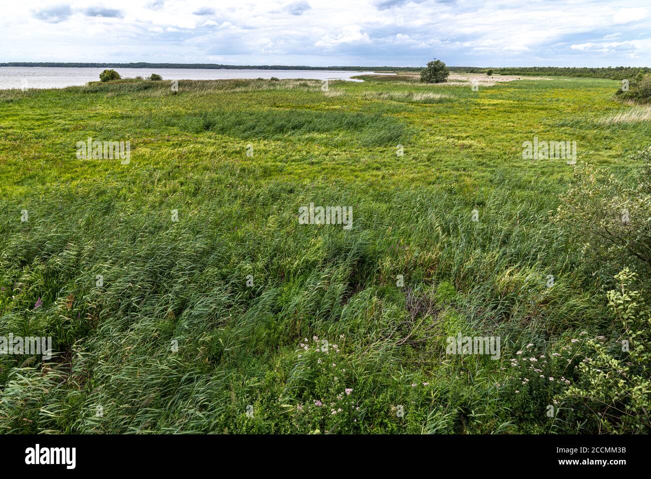 Marsh land germany hi-res stock photography and images - Alamy