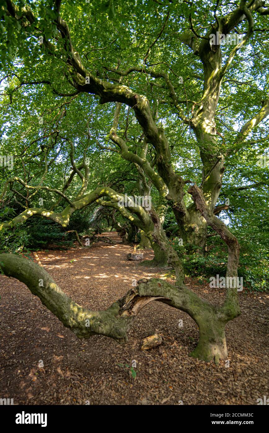 Dwarf Beech (Fagus sylvatica Tortuosa Group) Alley in Bad Nenndorf ...
