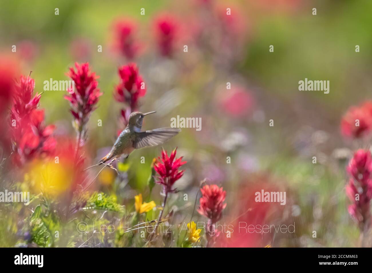Indian hummingbird hi-res stock photography and images - Alamy