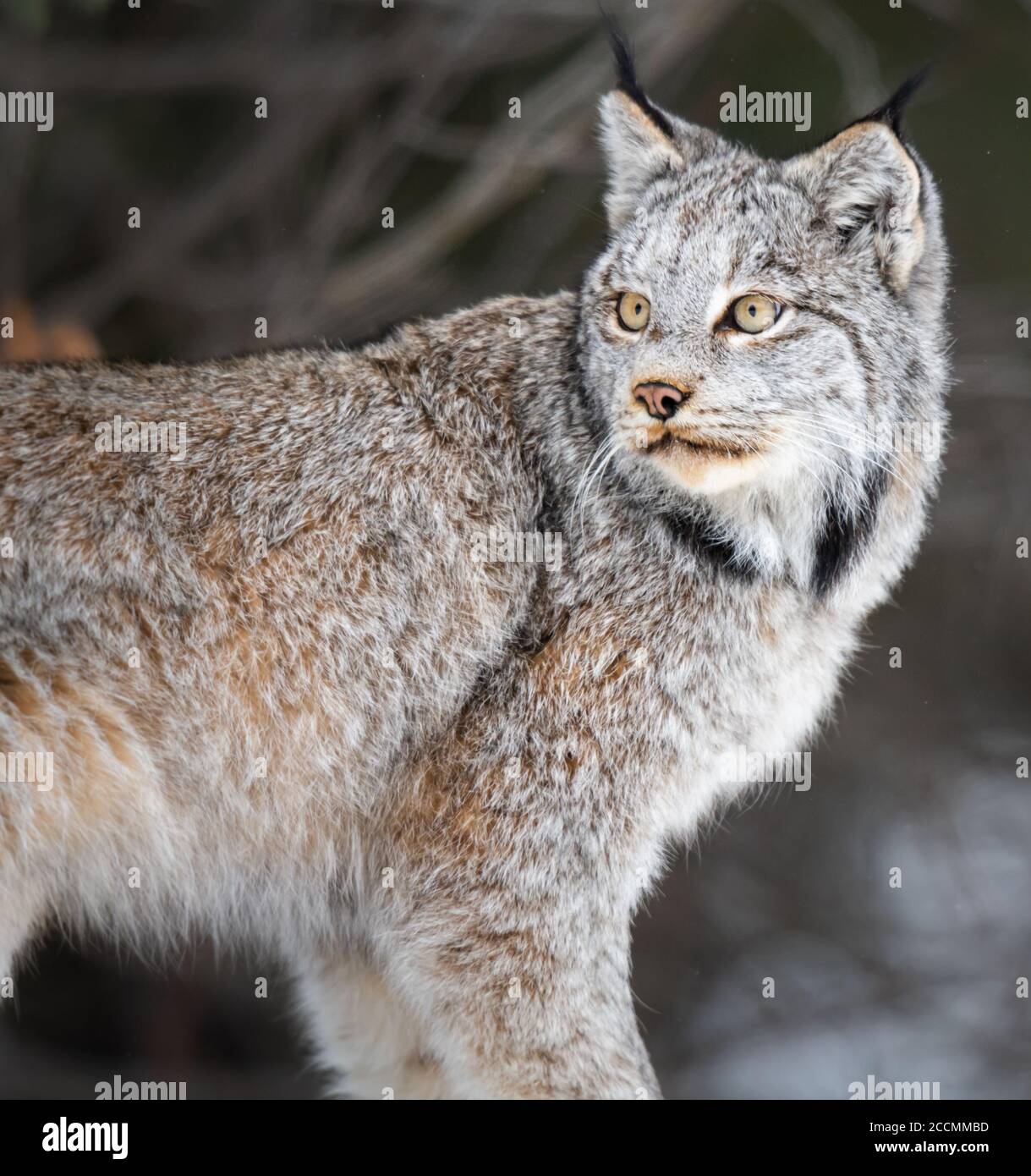 Canadian lynx in the wild Stock Photo - Alamy