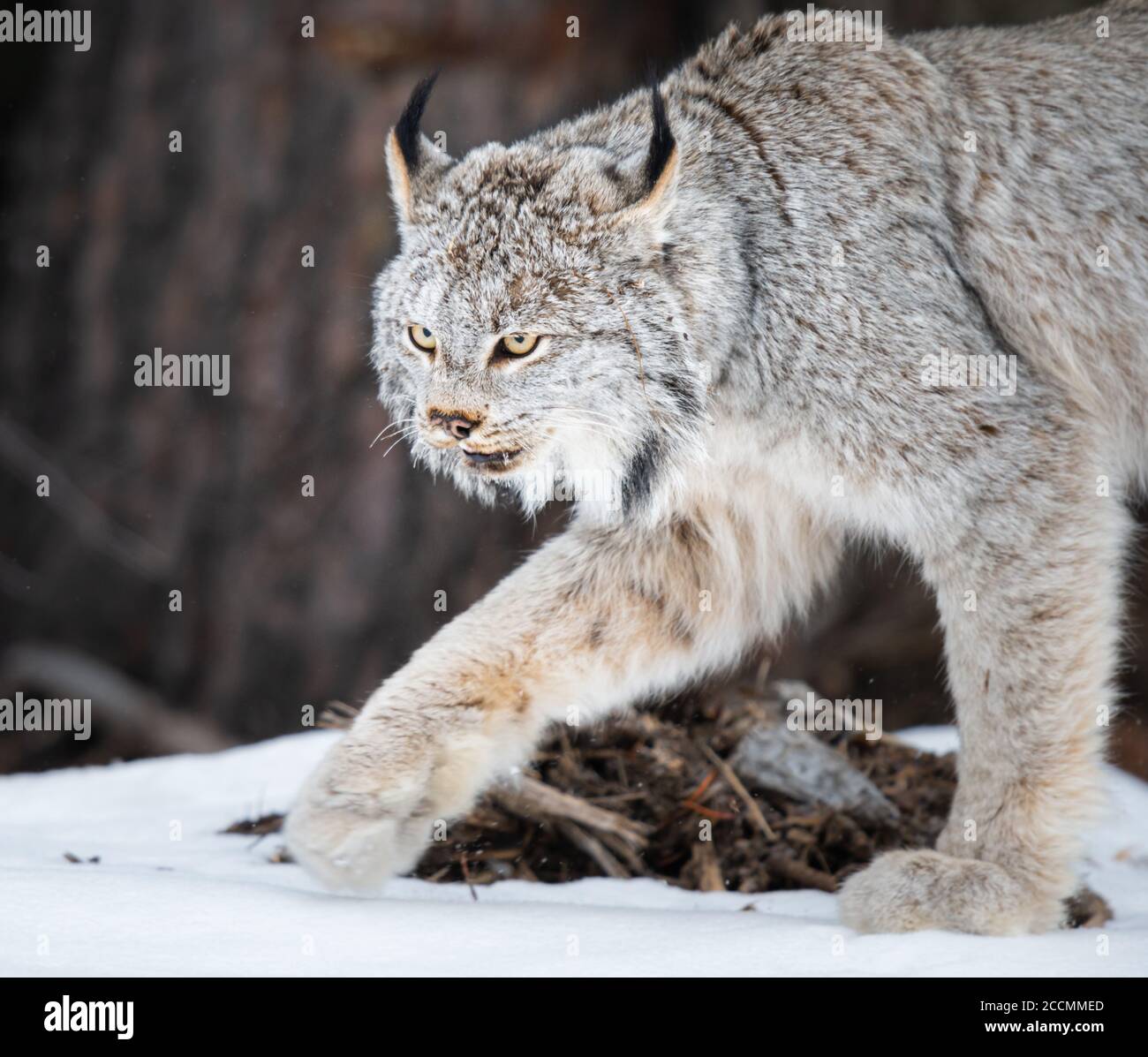 Canadian lynx in the wild Stock Photo - Alamy