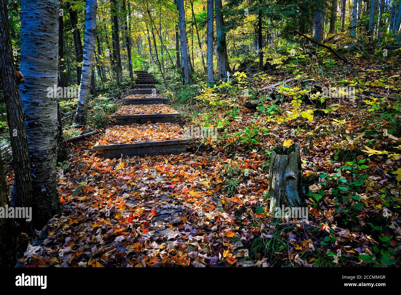 Leaf covered boardwalk in hi-res stock photography and images - Alamy
