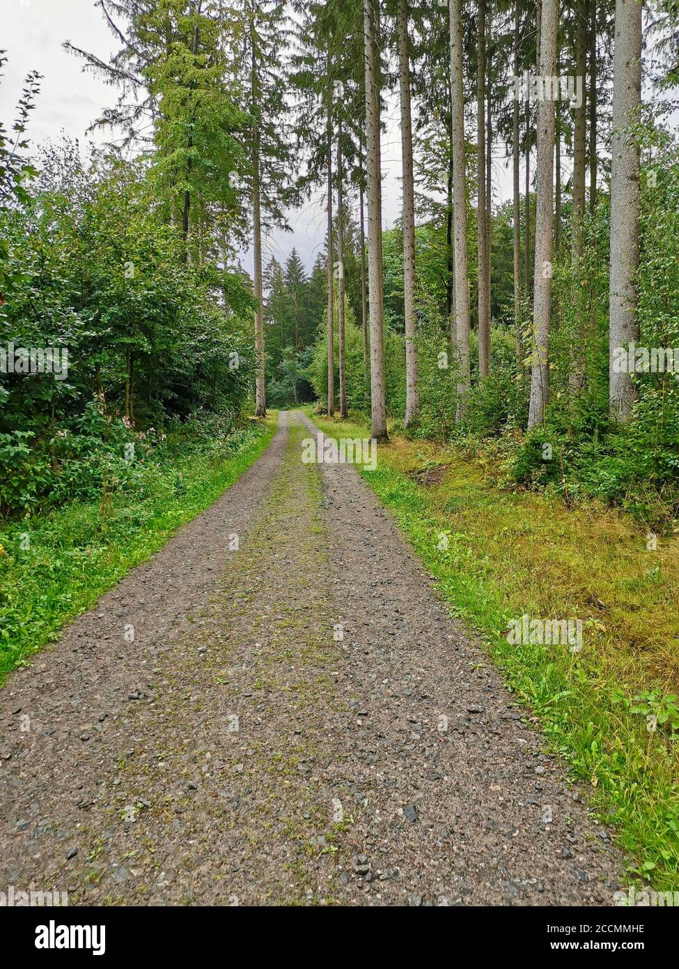 Beautiful forest path hi-res stock photography and images - Alamy