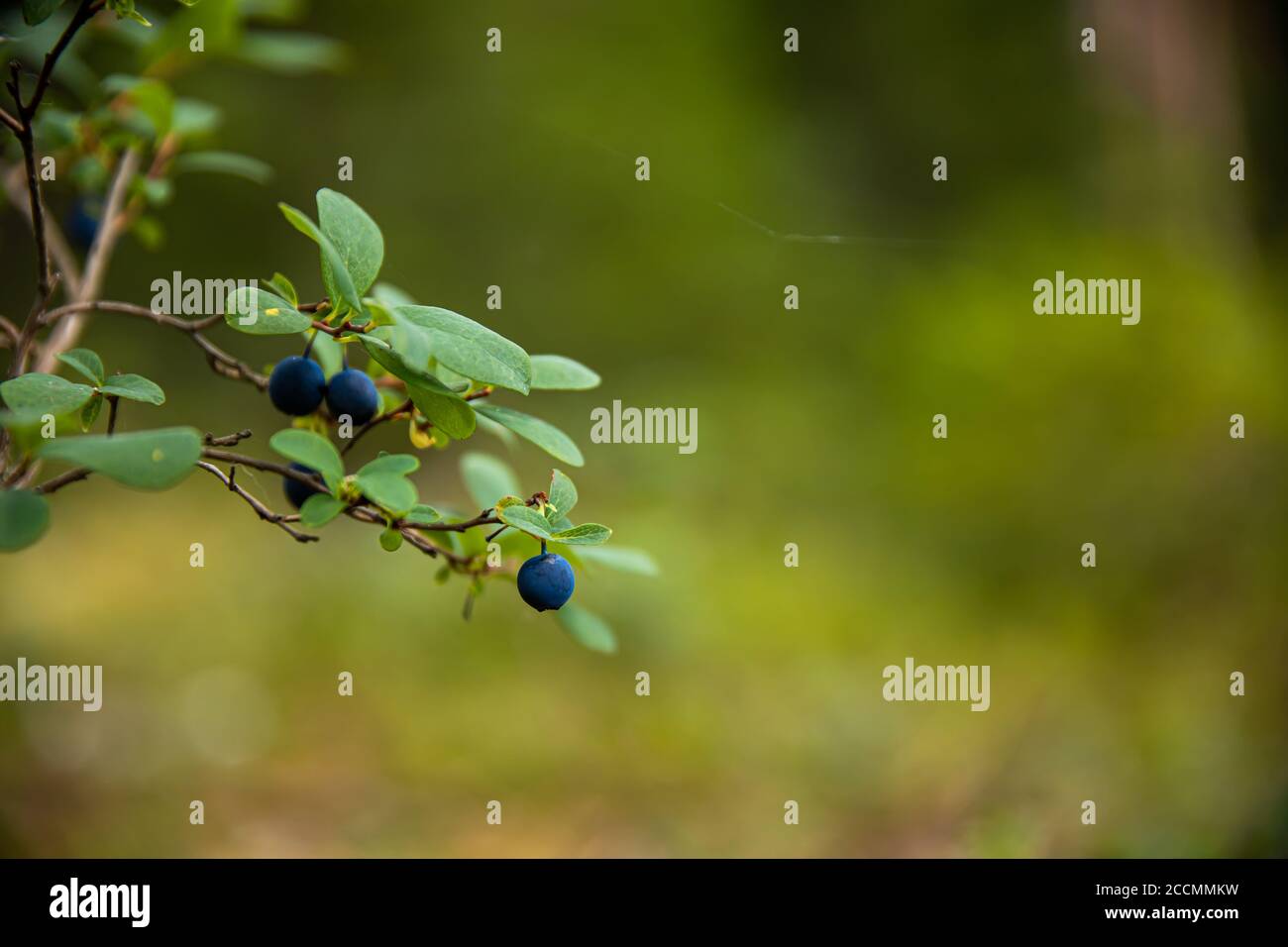 Closeup of a blueberry branch on a blurry background Stock Photo - Alamy