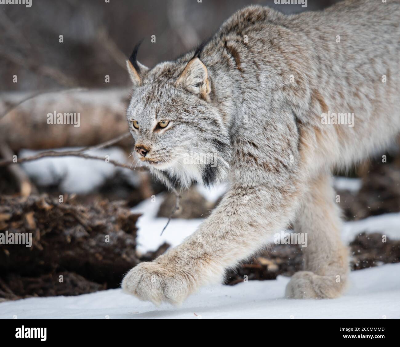 Canadian lynx in the wild Stock Photo - Alamy