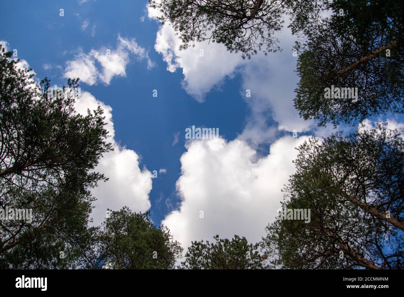 Low-angle shot of trees touching the cloudy sky Stock Photo - Alamy