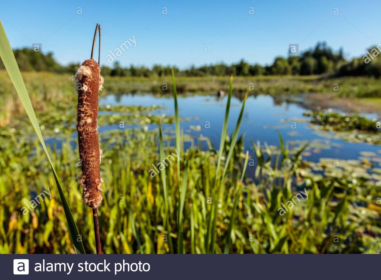 Typha Latifolia Bulrush High Resolution Stock Photography and Images ...