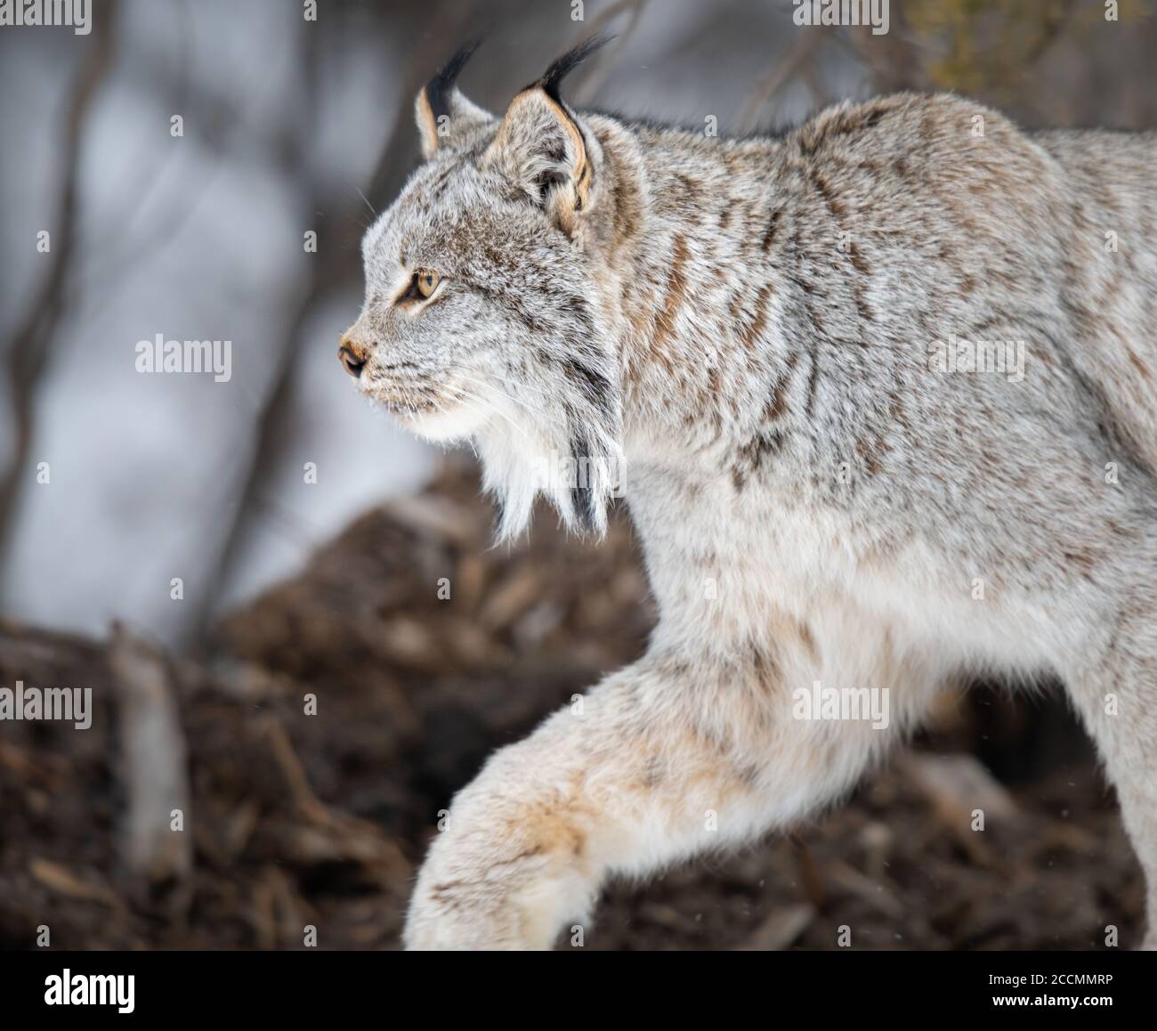 Canadian lynx in the wild Stock Photo - Alamy