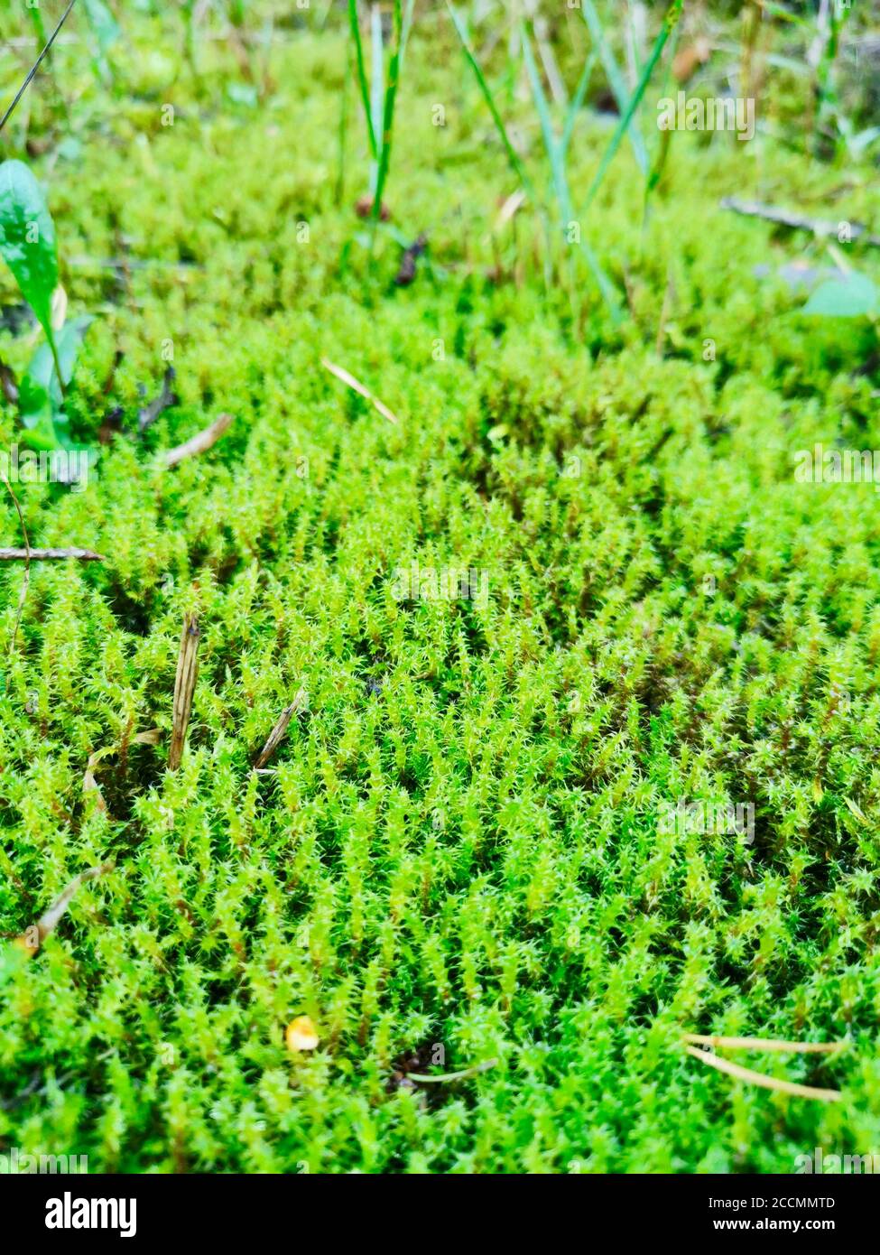 wet moss in the forest on a rainy day Stock Photo - Alamy