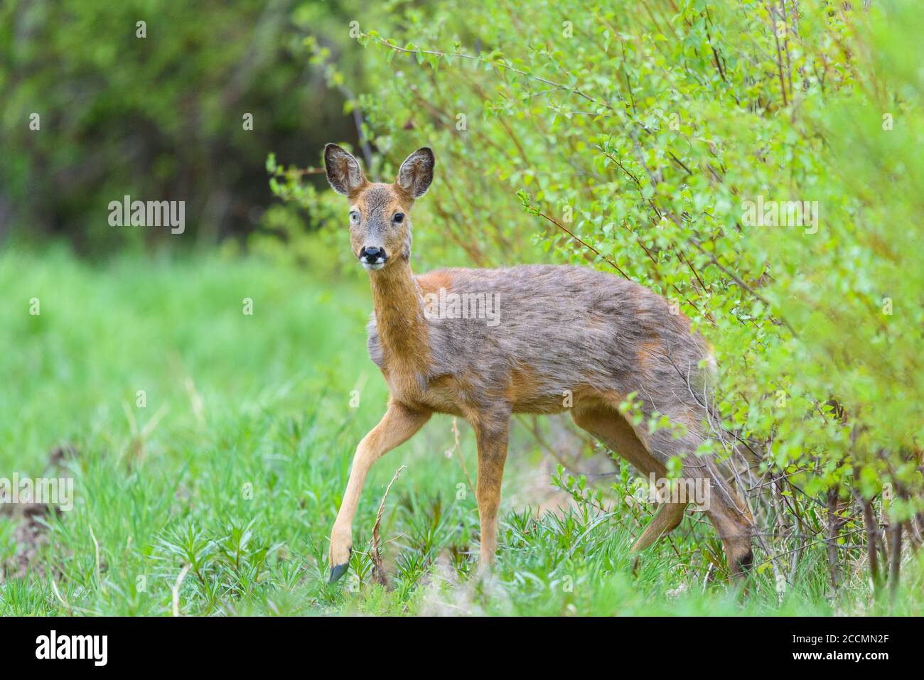Roe deer standing hi-res stock photography and images - Alamy