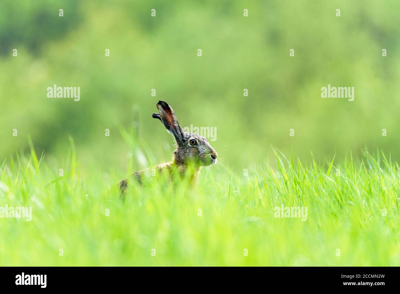 Long grass wildlife habitat hi-res stock photography and images - Alamy