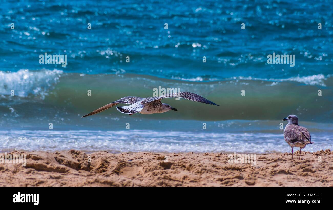 flying seagull over sandy beach and sea level Stock Photo - Alamy