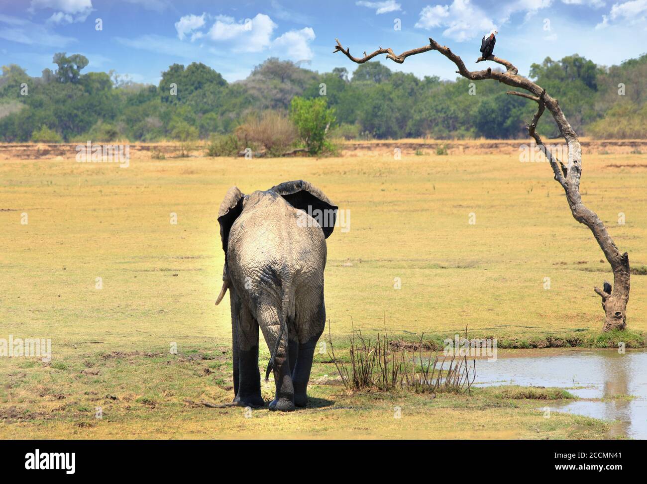 African fish eagle elephant hi-res stock photography and images - Alamy