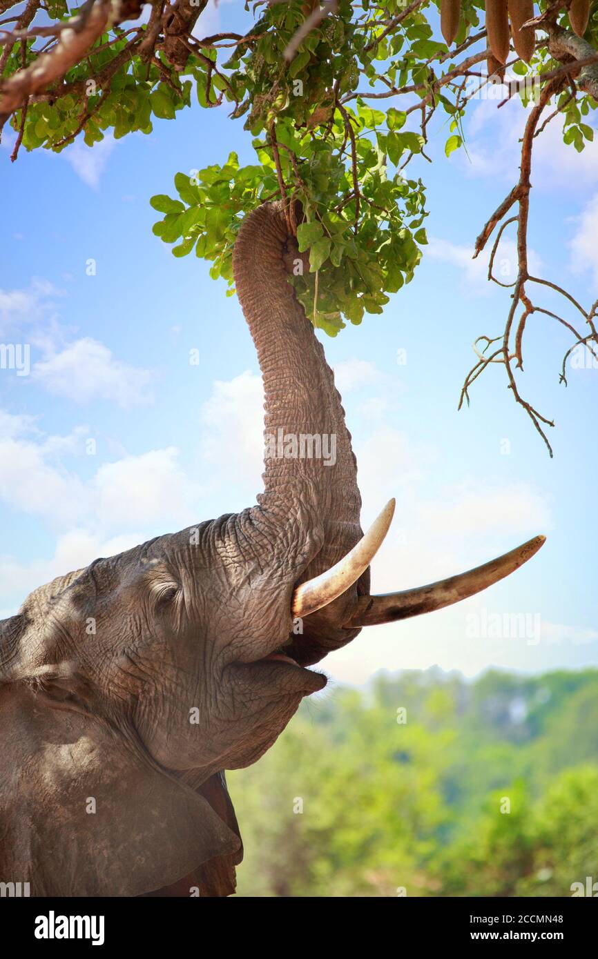 Elephant Trunk Tree High Resolution Stock Photography and Images - Alamy