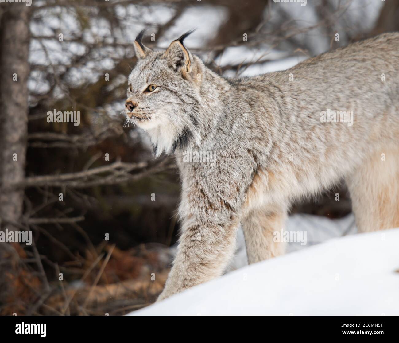 Canadian lynx in the wild Stock Photo - Alamy